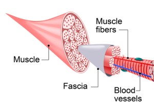 Tongue to Toes: The Whole Body Connection – Airway Matters